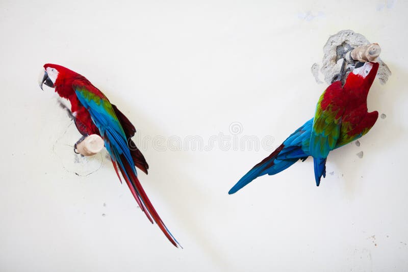 Parrot in zoo stock image. Image of nature, feather, parakeet - 30622425