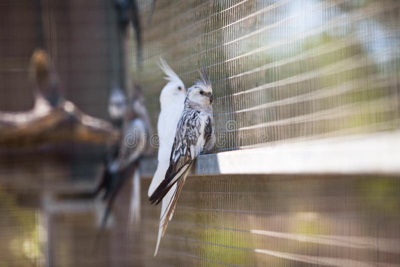 Parrot in zoo stock photo. Image of wild, park, life - 30622402