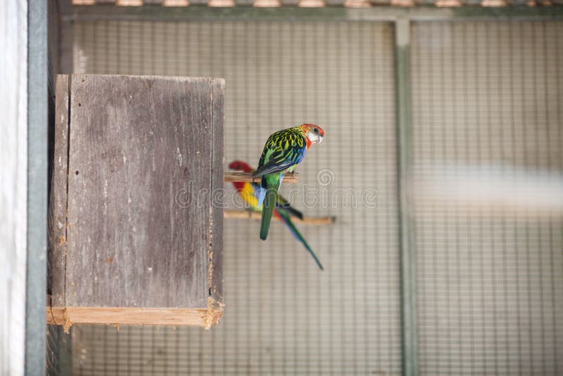 Parrot in zoo stock photo. Image of cyprus, finch, parrot - 30622406