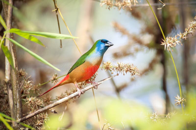 Pin-tailed Parrotfinch foto de archivo. Imagen de relevaciones - 40564324