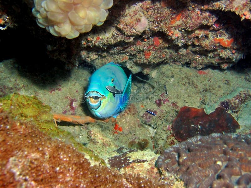 Parrotfish Resting in Coral Reef Enveloped in Mucous Cocoon Stock Photo ...
