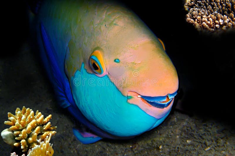Parrotfish. Red Sea stock photo. Image of cute, ocean - 187095800