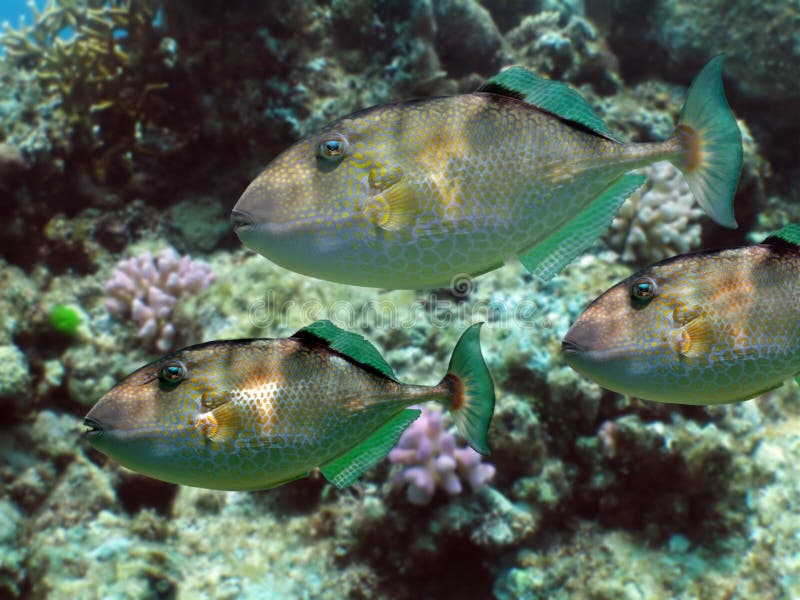 Parrotfish stock image. Image of parrot, wild, parrotfish - 30048165