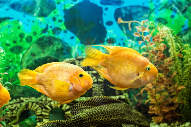 Parrot Fish among Air Bubbles, Close Up Stock Image - Image of rocks ...