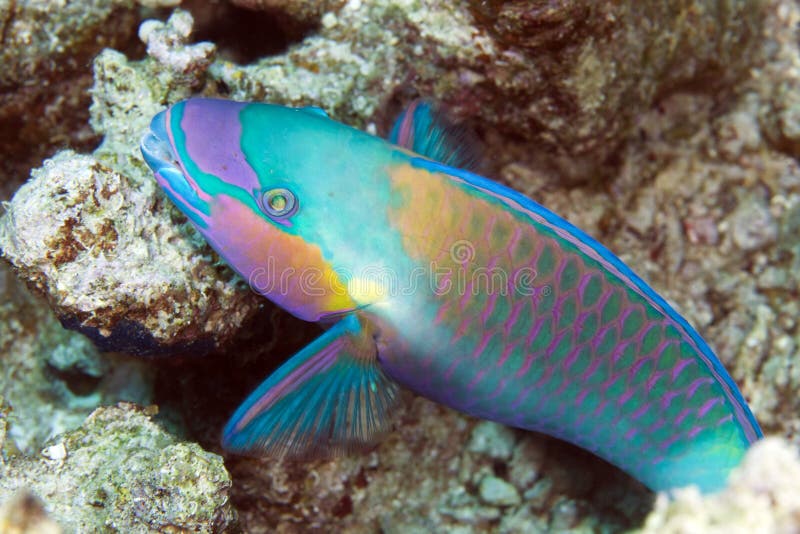 Parrotfish in de Red Sea. stock photo. Image of natural - 23471656