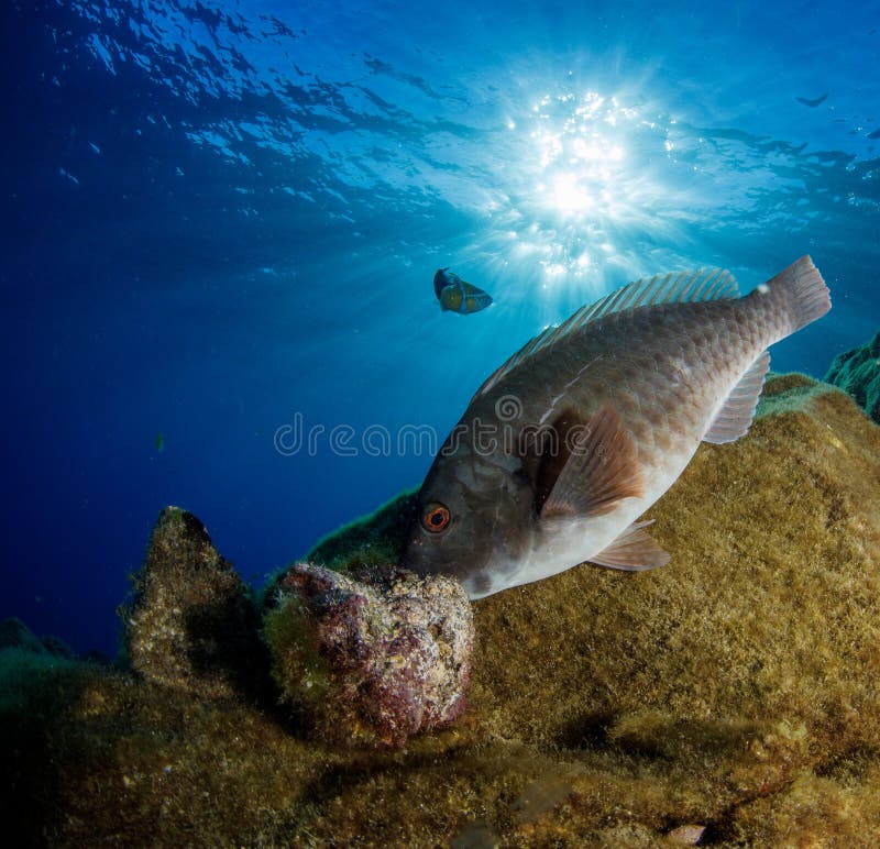 A Parrotfish Eats Microfood from a Reef Rock on a Clear Day Stock Image ...