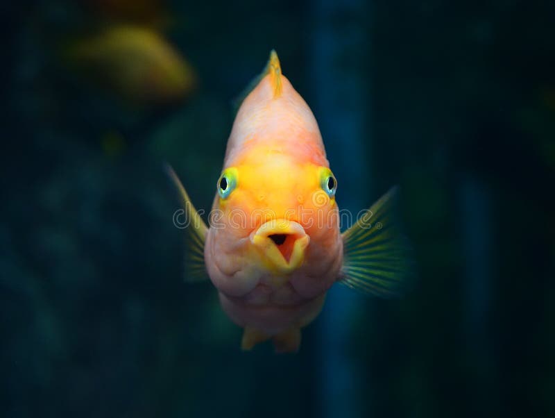 European parrotfish stock image. Image of beautiful, atlantic - 32238175