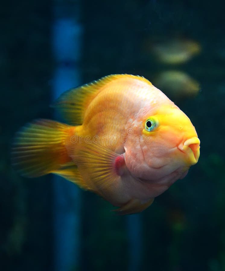 European parrotfish stock image. Image of beautiful, atlantic - 32238175