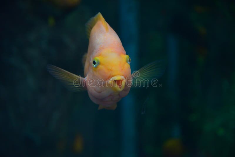European parrotfish stock image. Image of beautiful, atlantic - 32238175