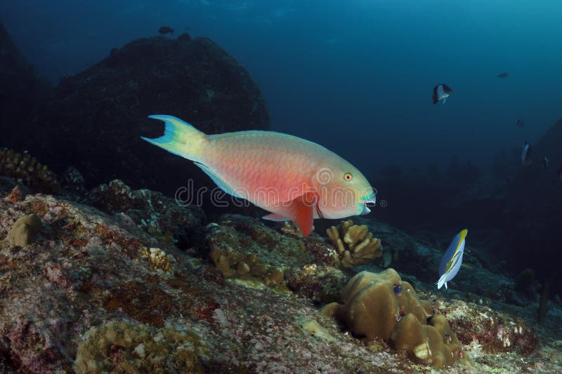 Parrotfish Underwater in Andaman Sea, Thailand Stock Photo - Image of ...