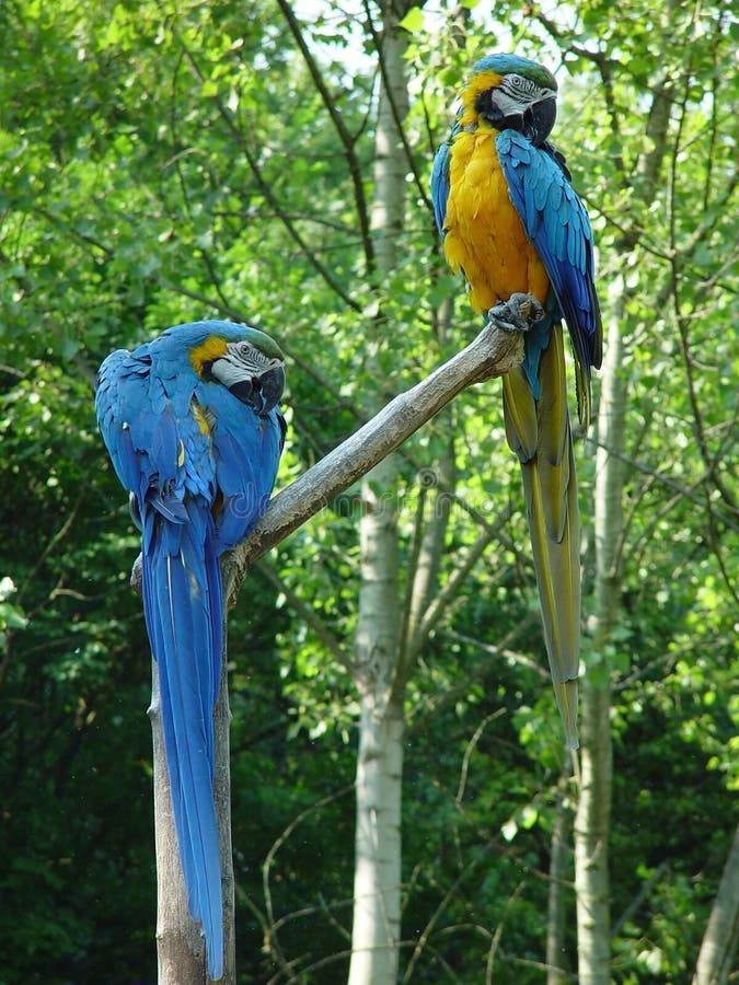 Parrots stock image. Image of pair, yellow, together, parrots - 4977