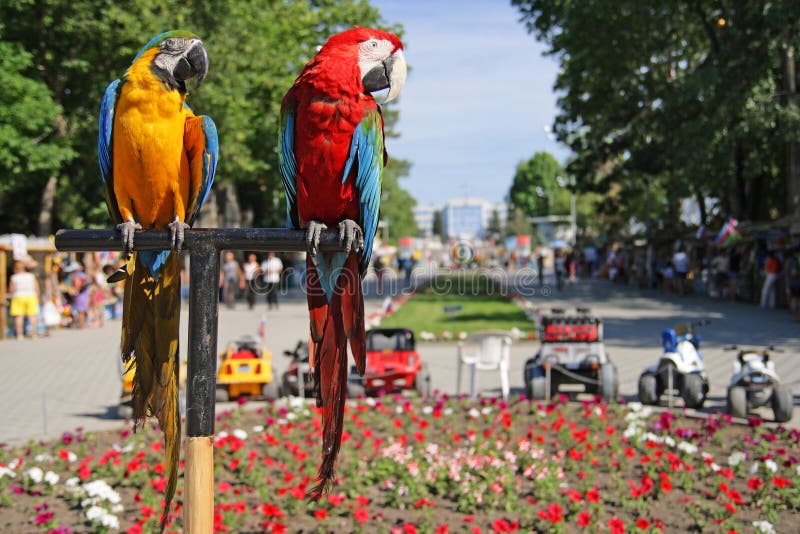 Couple of parrots stock image. Image of love, colorful - 12914205