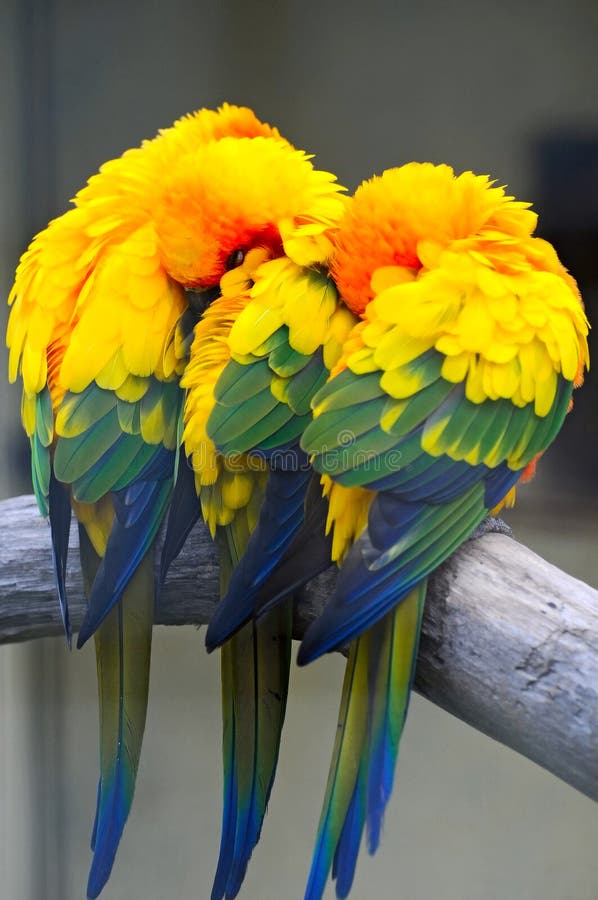 Two Yellow Parrots stock image. Image of avian, animal - 7892495