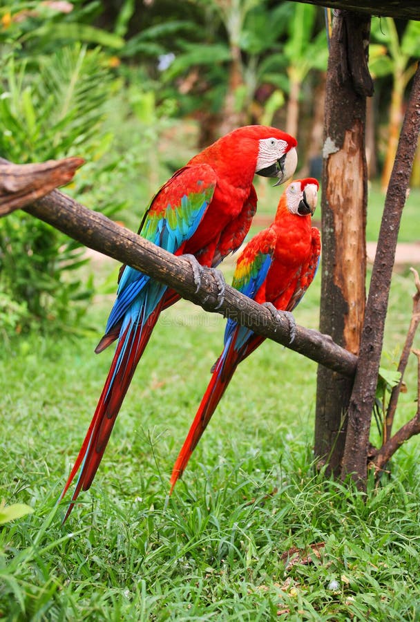 Two parrot love stock image. Image of magnificent, colourful - 4791