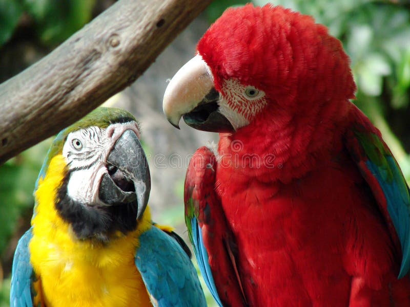 Parrot meeting stock image. Image of colorful, three - 10040995
