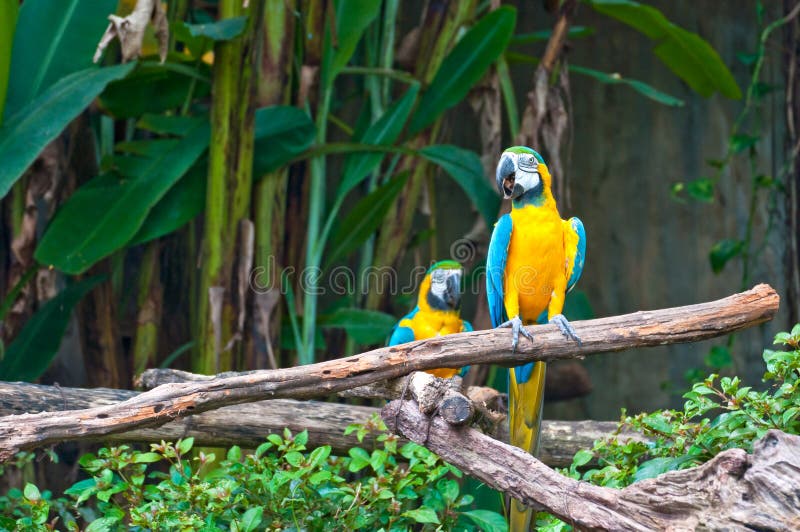 Parrots stock image. Image of blue, shot, parrot, smile - 24980175