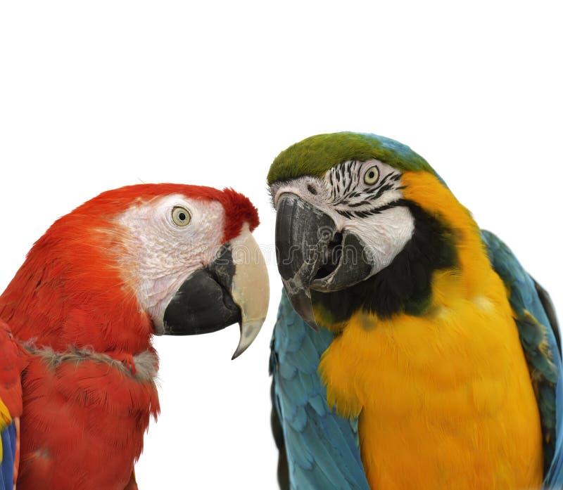 The four amigo parrotlets stock photo. Image of blue - 48979796