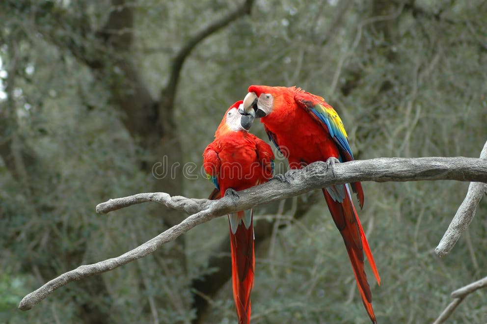 Parrots stock image. Image of animal, exotic, nature, gorgeous - 2689001