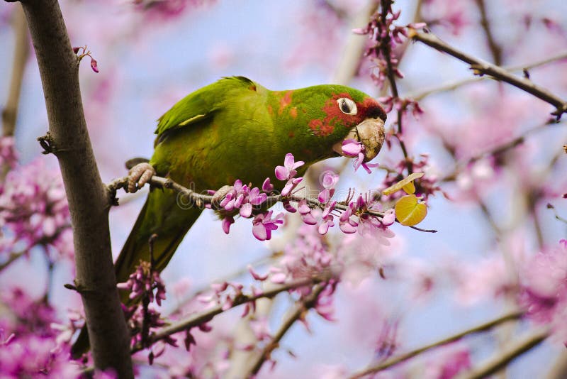 Green Parrot Couple 3 Stock Photos - Free & Royalty-Free Stock Photos ...