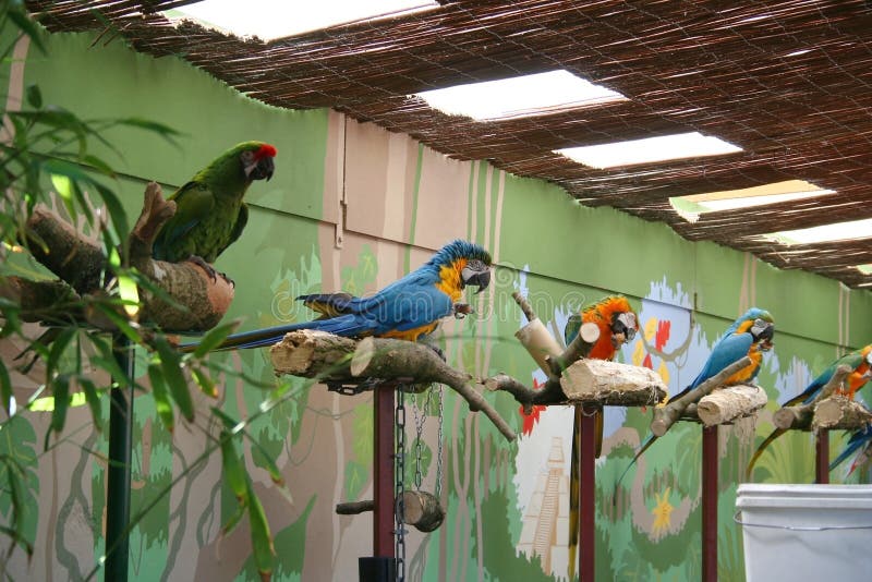 Parrots stock image. Image of birds, stuartkey, parrot - 503909
