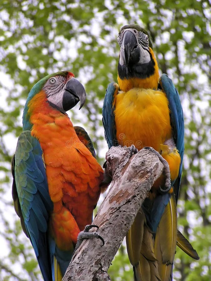 Parrots on perch stock photo. Image of america, profile - 3120362