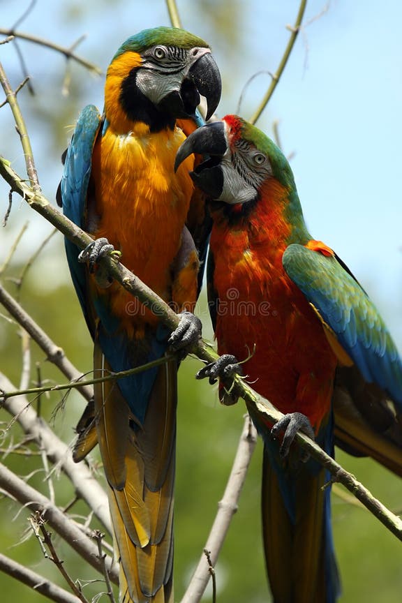 1,540 Amazon Rainforest Parrots Stock Photos - Free & Royalty-Free ...