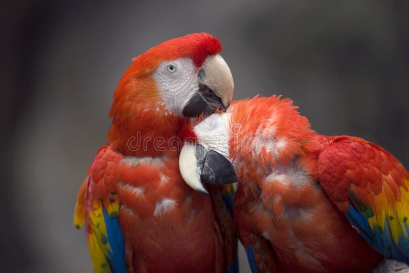 Couple of parrots stock image. Image of love, colorful - 12914205