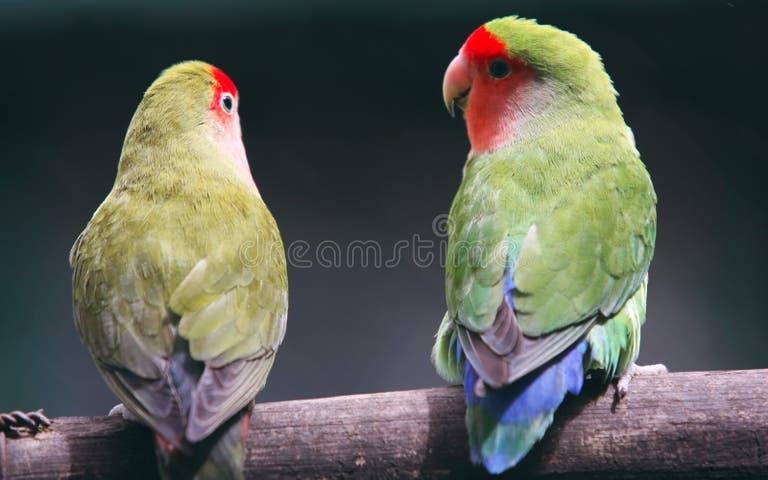 158 Funny Parrots Talking Stock Photos - Free & Royalty-Free Stock ...