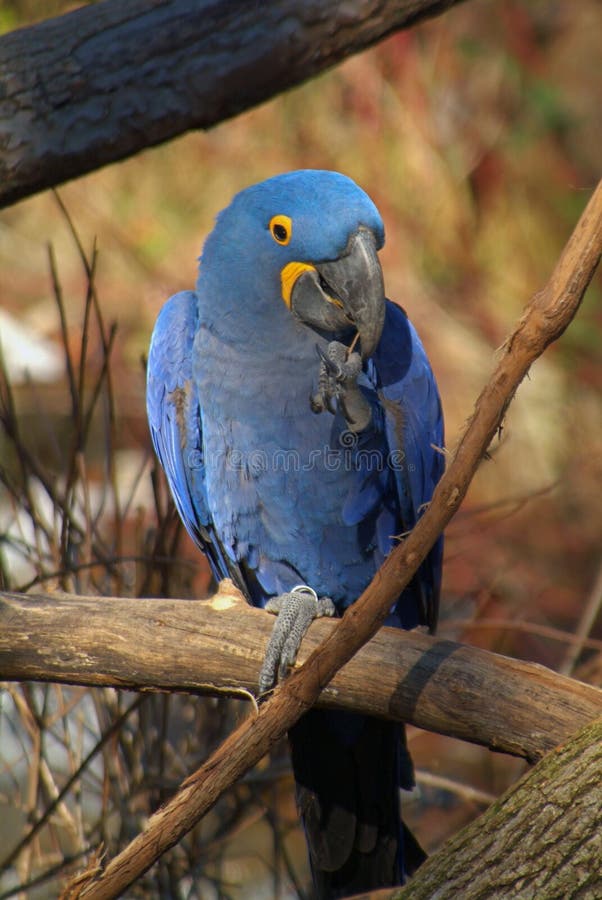 Parrots or Anodorhynchus Hyacinthinus Stock Image - Image of watches ...