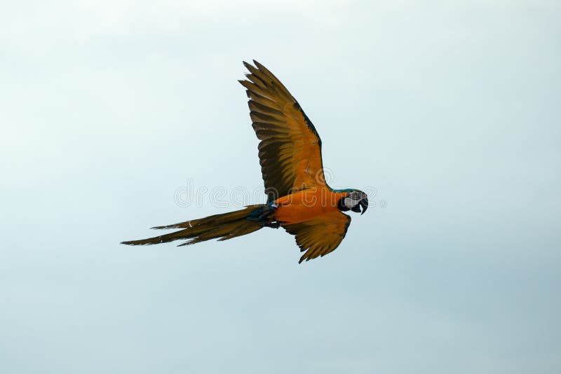 Parrots stock image. Image of natural, tropical, exotic - 109011701