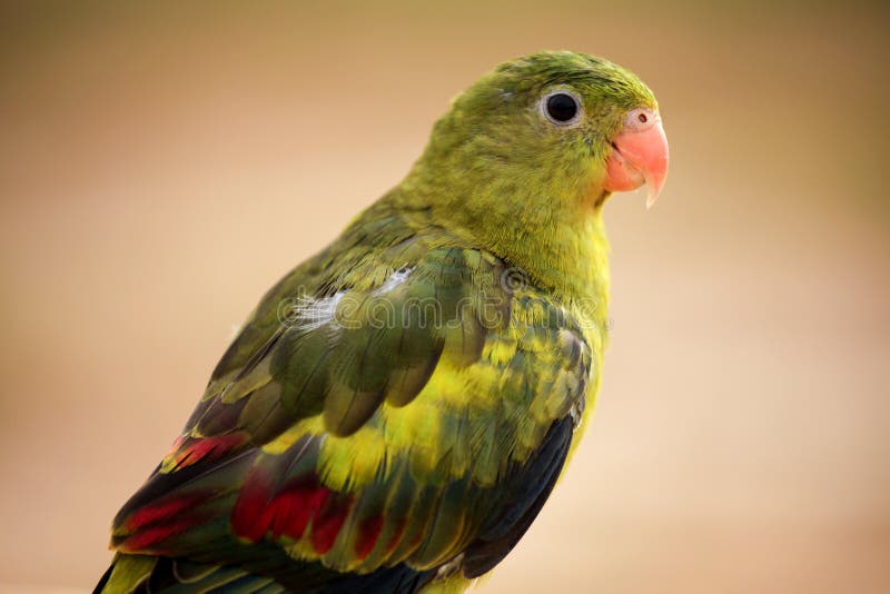 Parrots stock photo. Image of parrots, animal, parrot - 109300004