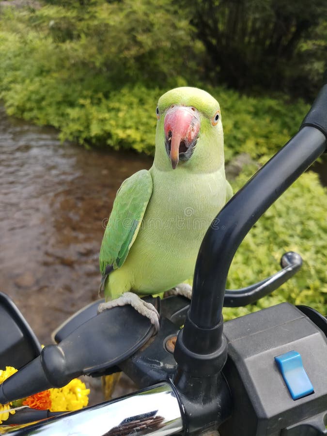 Parrots bird in bike stock photo. Image of nature, bird - 208045402