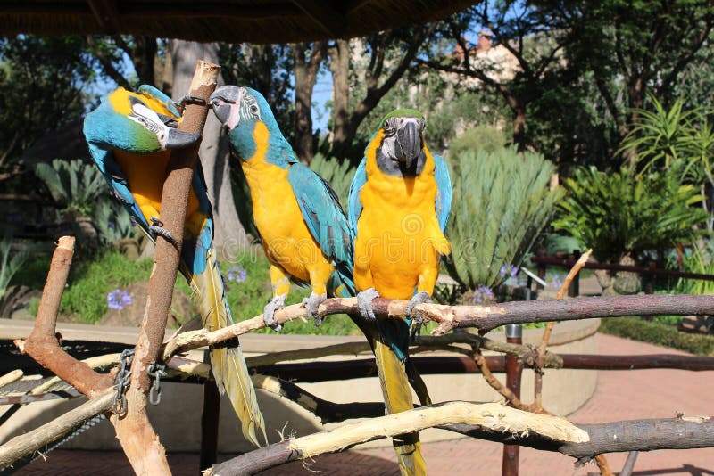 Macaw birds parrot stock photo. Image of yellow, parakeet - 260805552