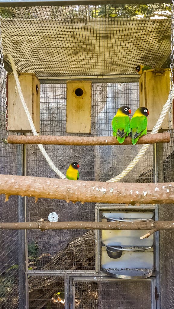Parrots in cell stock image. Image of brown, budgie, white - 81199861