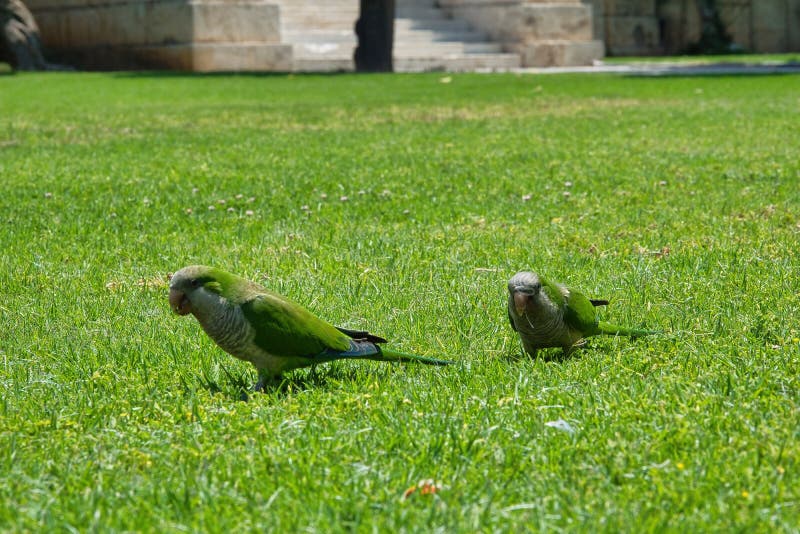 Parrots in the Center of Athens, Greece Stock Image - Image of greece ...