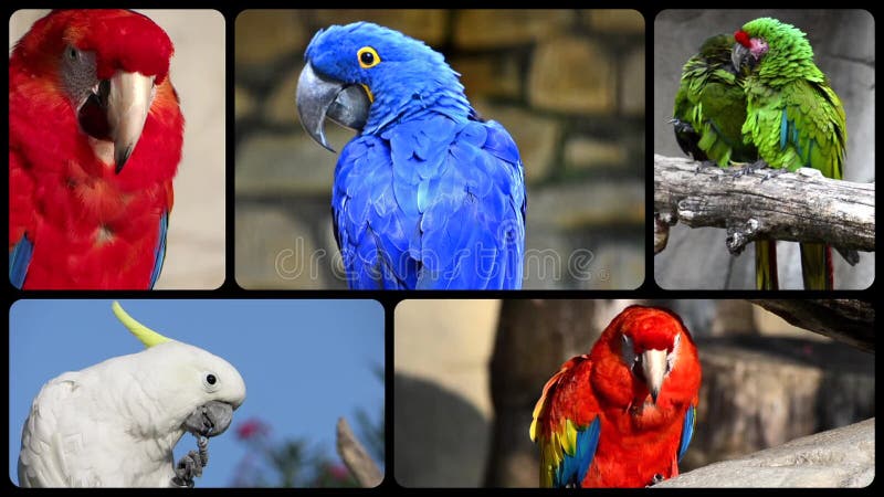 Parrots, collage stock video. Video of colorful, cacatua - 48507445