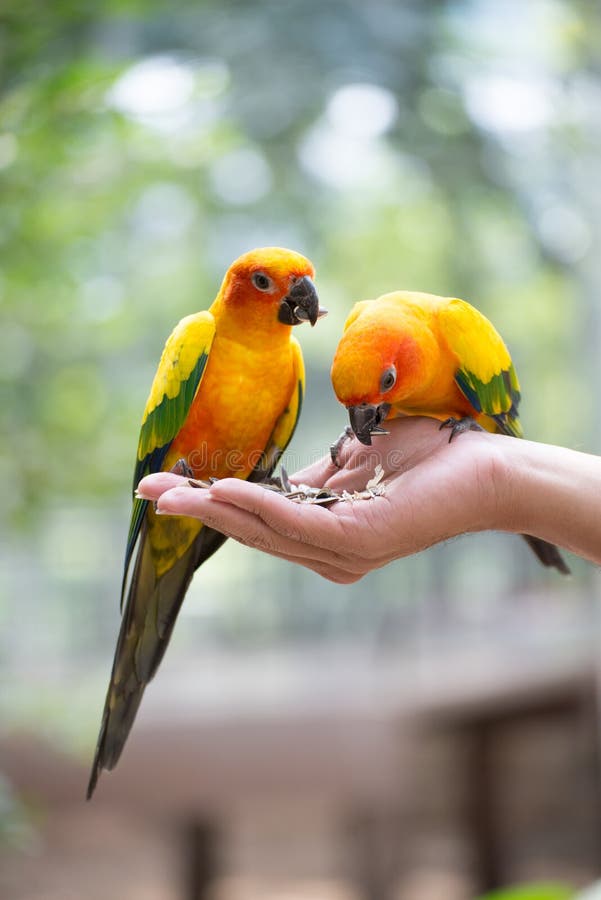 Parrots stock image. Image of beak, birds, parakeet, hand - 38730845