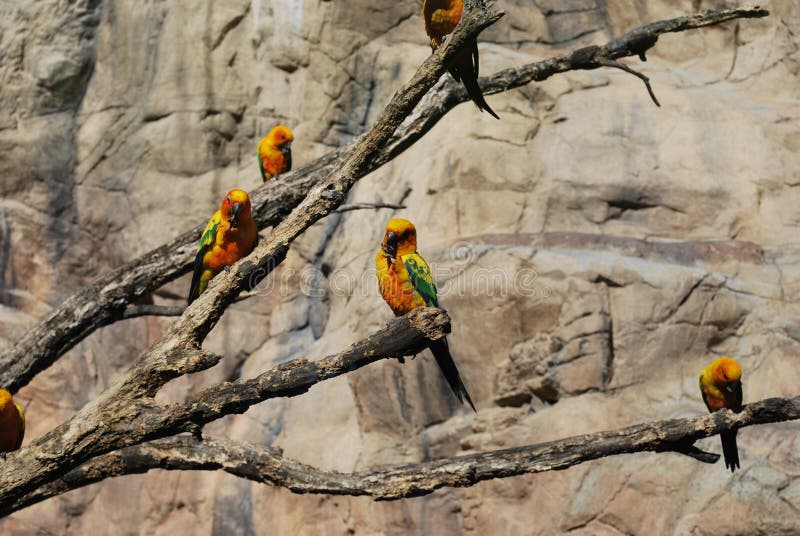 Parrots stock photo. Image of tree, nature, wing, forest - 40681262