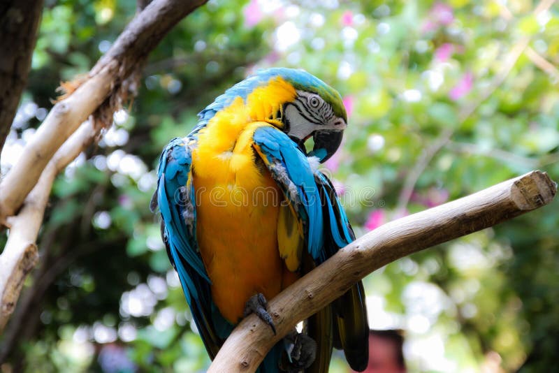Parrots Core Stock Photos - Free & Royalty-Free Stock Photos from ...