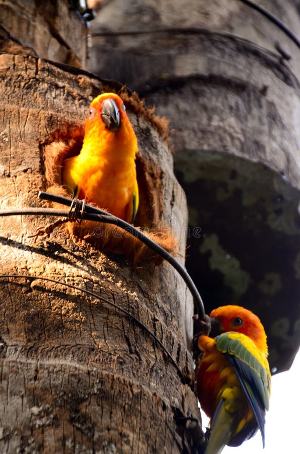 Parrots stock photo. Image of together, couple, lover - 52076042