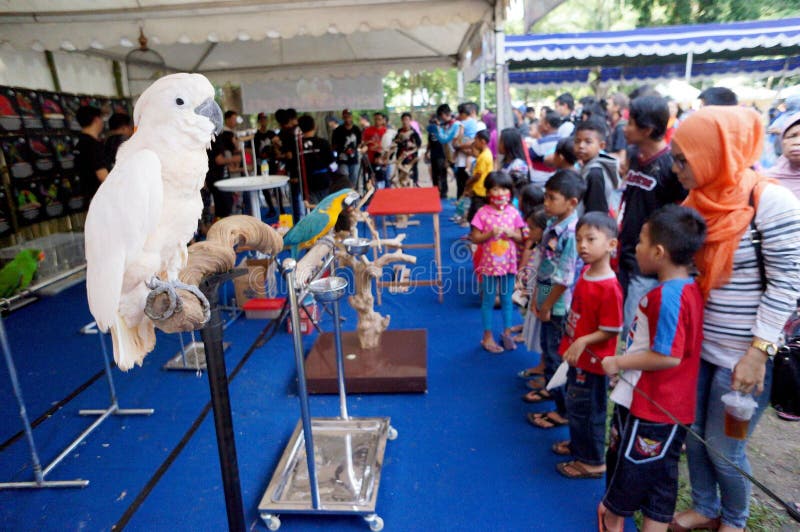 Parrots editorial stock image. Image of city, parrots - 62683114