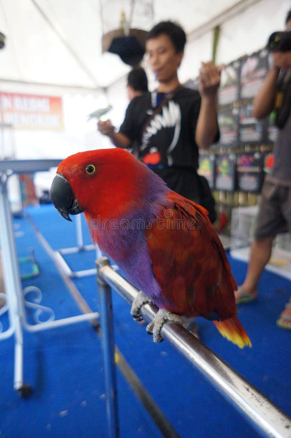 Parrots editorial photography. Image of city, rare, solo - 62683187