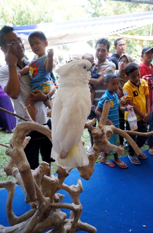 Parrots editorial photo. Image of leisure, plant, tree - 62683231