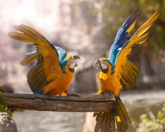 Parrots stock photo. Image of animal, parrots, head, close - 78350636