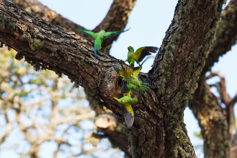 Parrots fighting stock image. Image of colourful, fighting - 84147121