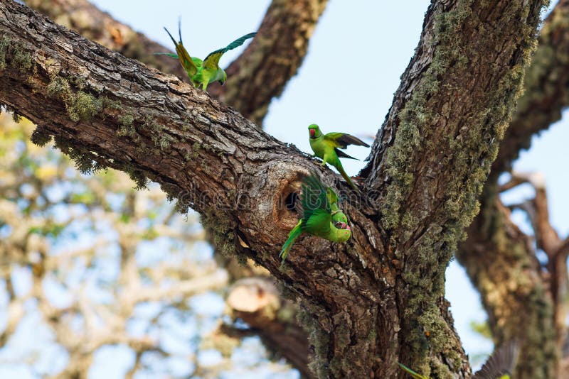 Parrots fighting over nest stock photo. Image of beautiful - 79295506
