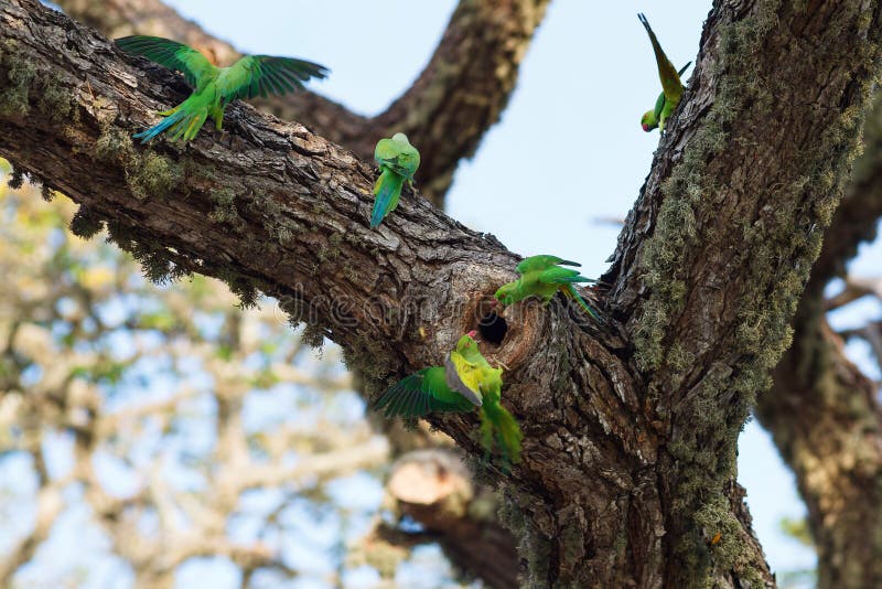 Parrots fighting stock image. Image of colourful, fighting - 84147121
