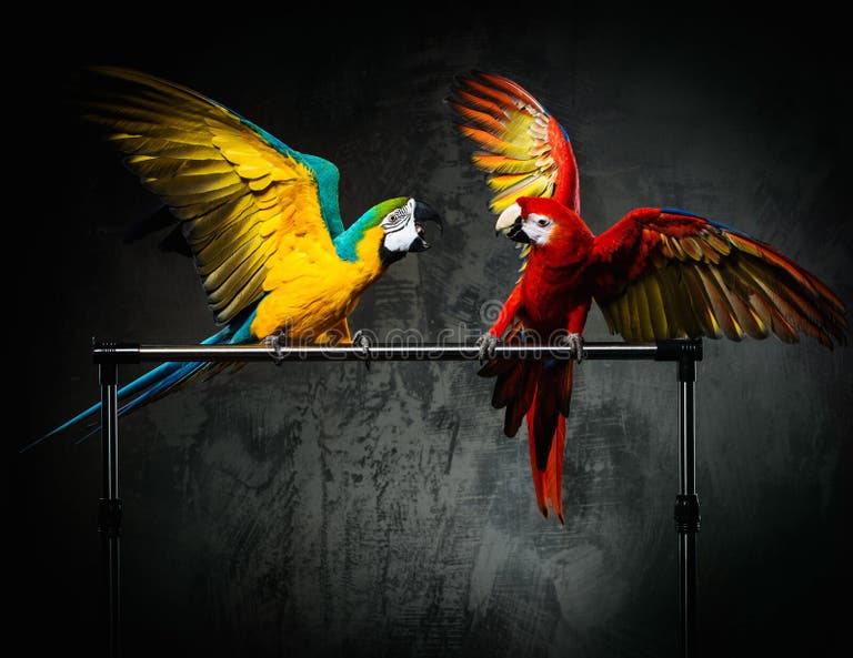 30,714 Parrots Stock Photos - Free & Royalty-Free Stock Photos from ...