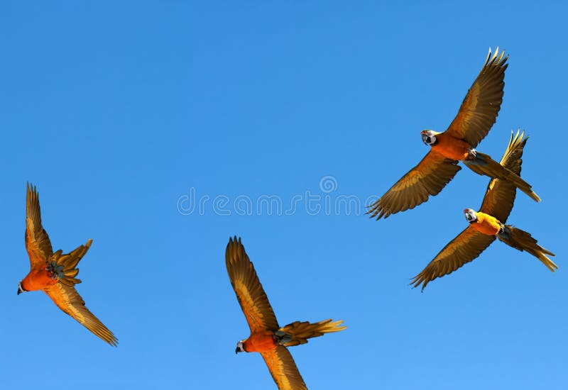 178 Four Parrots Stock Photos - Free & Royalty-Free Stock Photos from ...