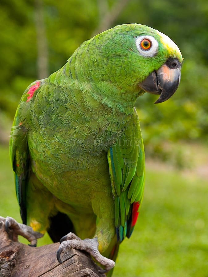Two Macaws In The Peruvian Amazon Stock Image - Image of perus ...